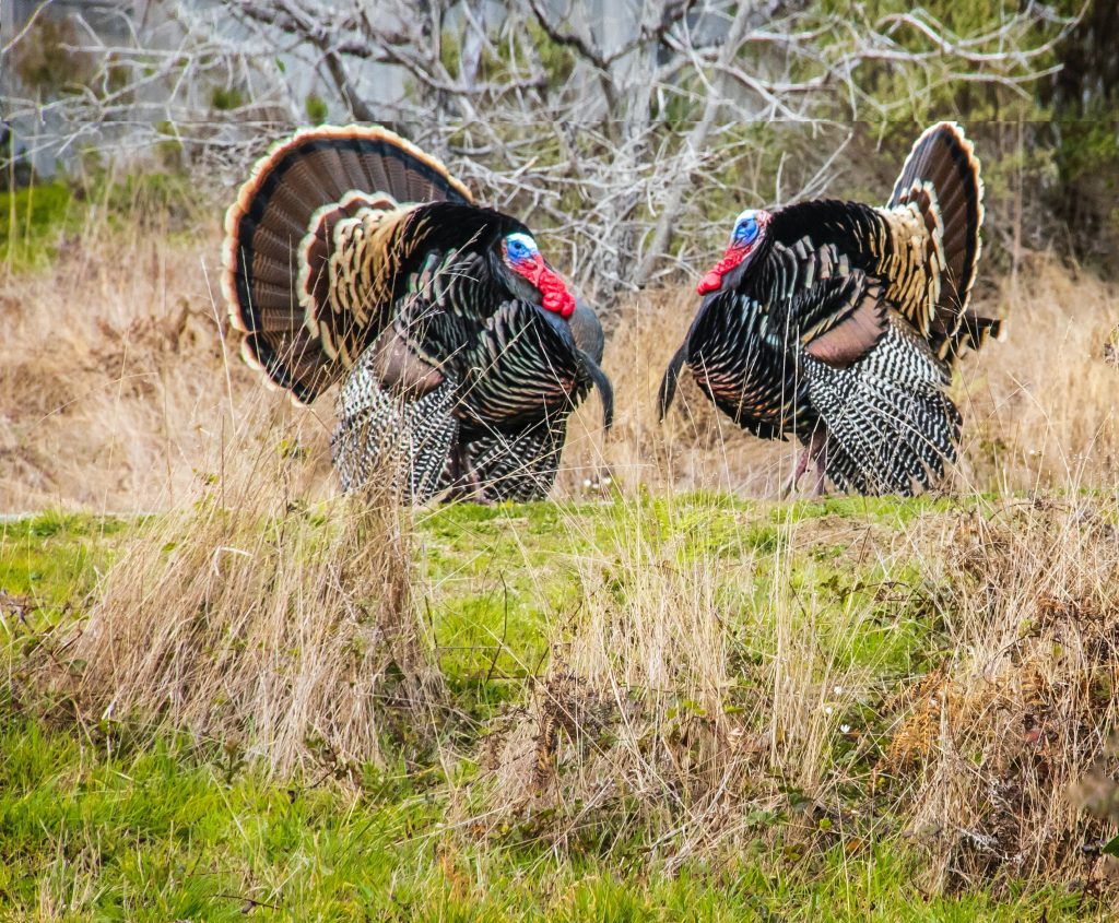 Why People Hunt: 9 Surprising Reasons Explored
