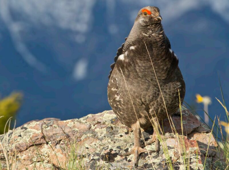 Colorado Hunting Seasons 2024-2025 [Guide]