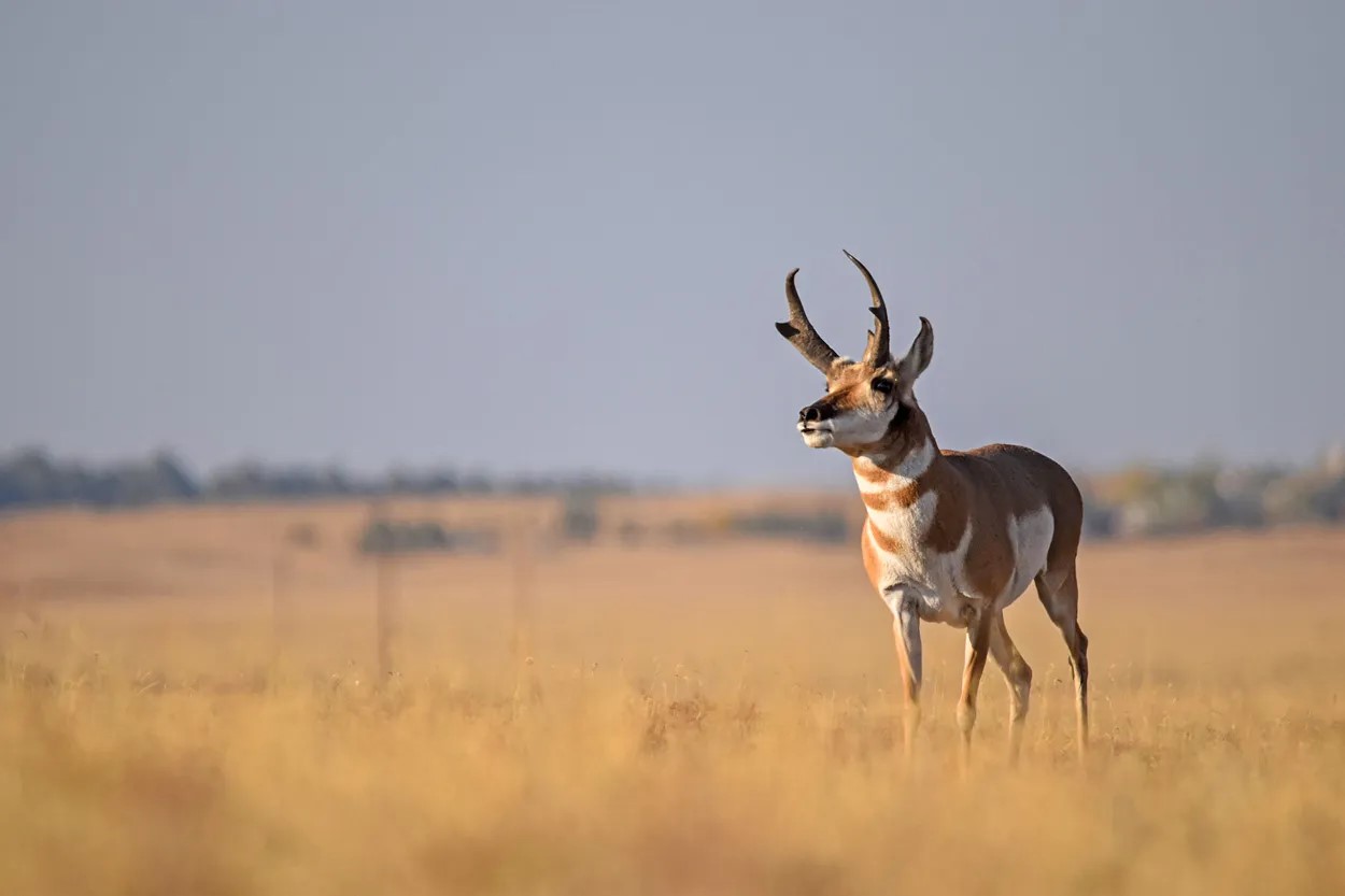 Colorado Hunting Seasons 2024-2025 [Guide]