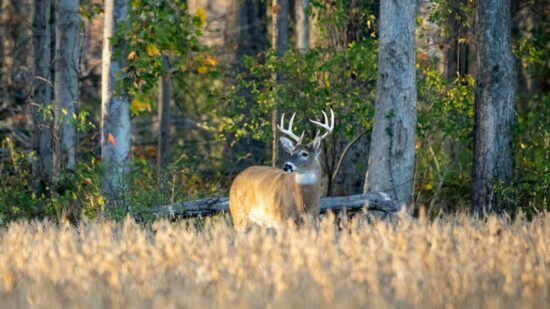 KY Hunting Seasons 2025-26: Dates, Regulations, and Gear