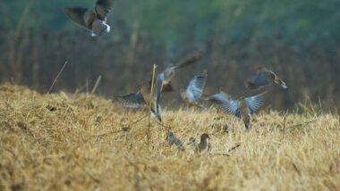 KY Hunting Seasons 2025-26: Dates, Regulations, and Gear