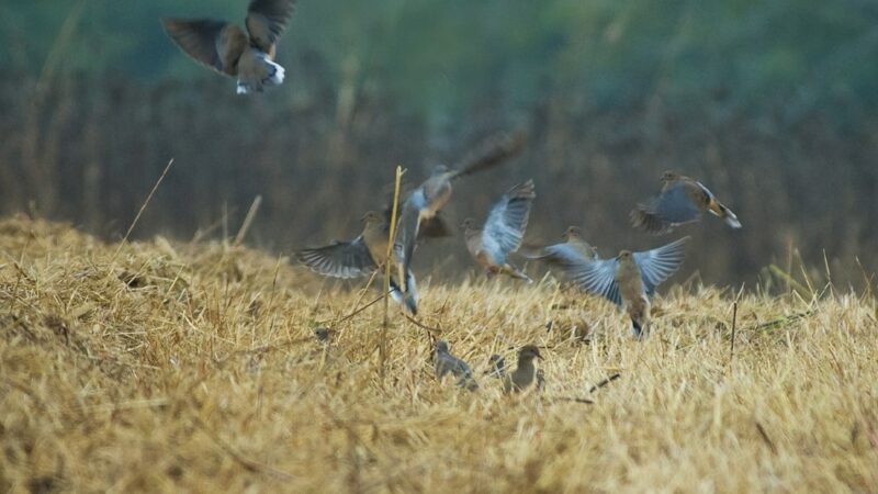 KY Hunting Seasons 2025-26: Dates, Regulations, and Gear