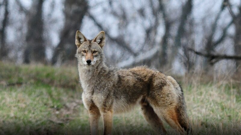 KY Hunting Seasons 2025-26: Dates, Regulations, and Gear