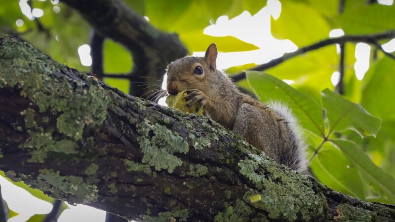 KY Hunting Seasons 2025-26: Dates, Regulations, and Gear