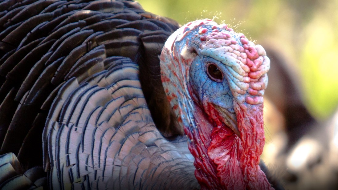 KY Hunting Seasons 2025-26: Dates, Regulations, and Gear