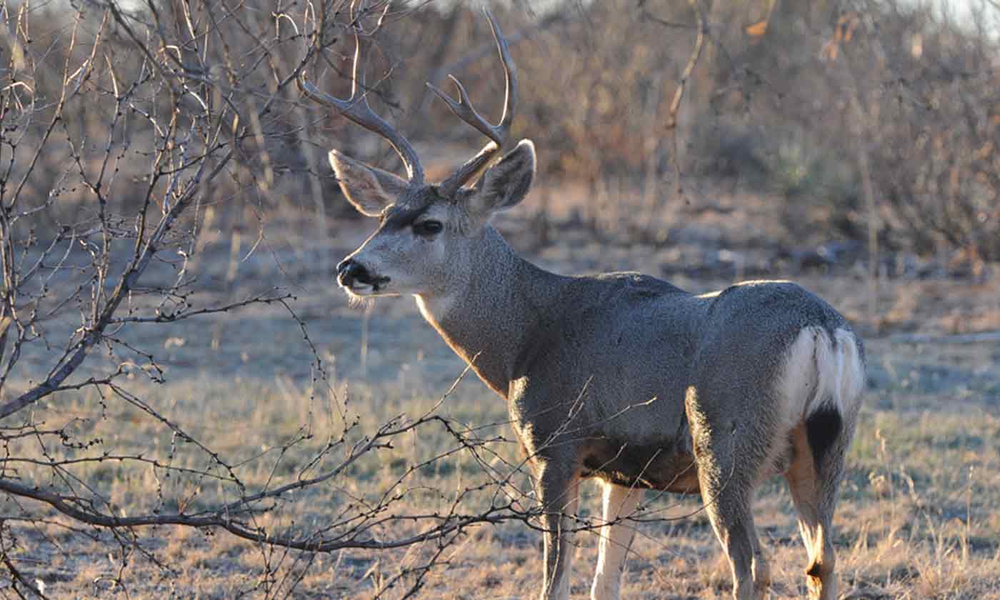 Texas Hunting Season 2024-25: Dates, Regulations, Licenses