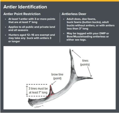 NYS Hunting Season 2025-26: Dates, Regulations, Licenses