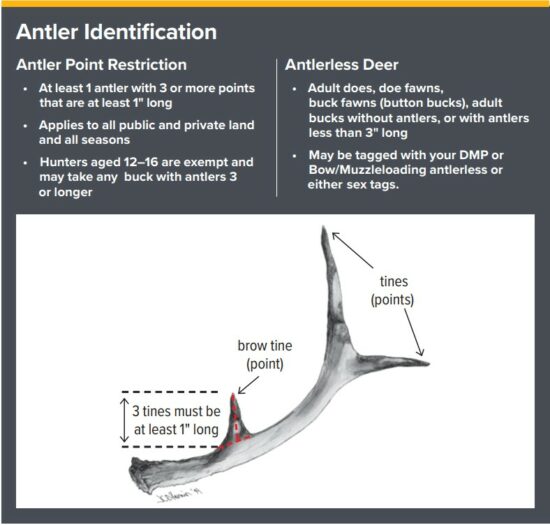 NYS Hunting Season 2025-26: Dates, Regulations, Licenses