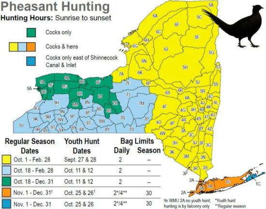 NYS Hunting Season 2025-26: Dates, Regulations, Licenses